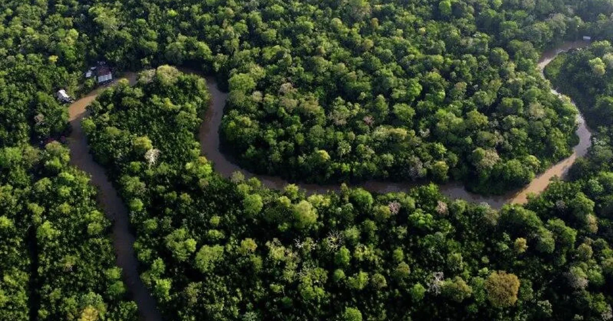 Brasileiros temem que potências estrangeiras tentem 'roubar' a Amazônia