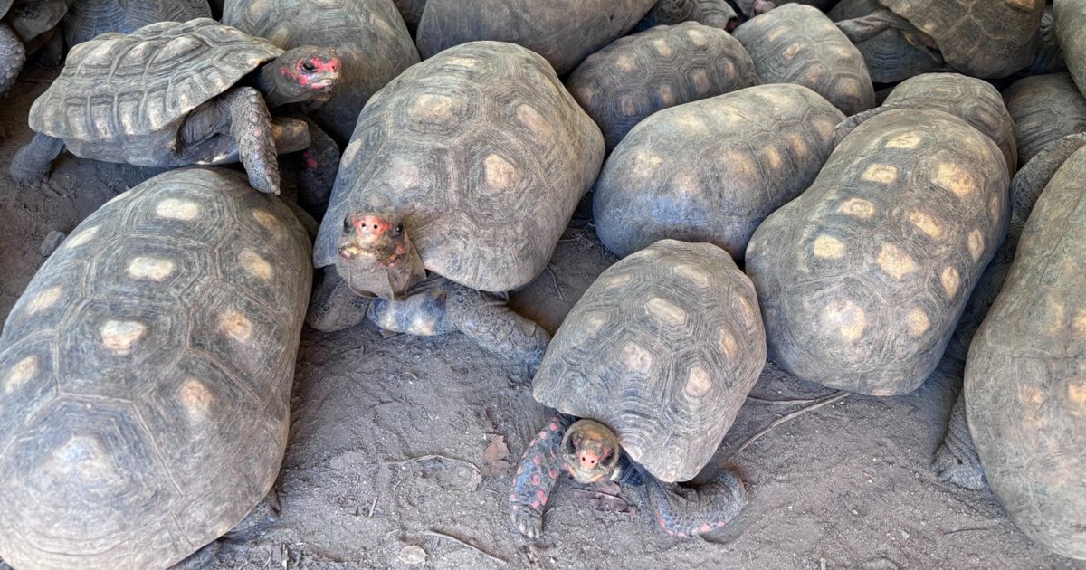 Entrega voluntária de animais silvestres é alternativa legal e responsável