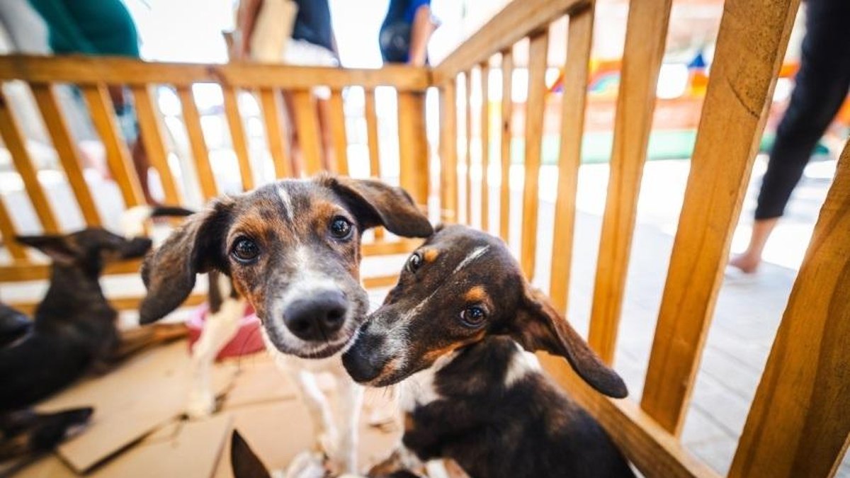 Saúde orienta tutores sobre cuidados com cães e gatos durante os ...
